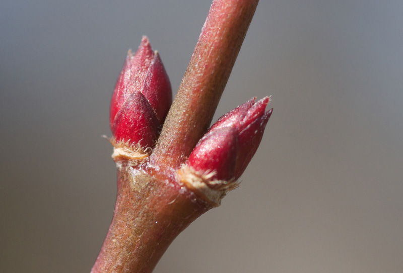 A Picture Each Day: The Miracle of the Buds