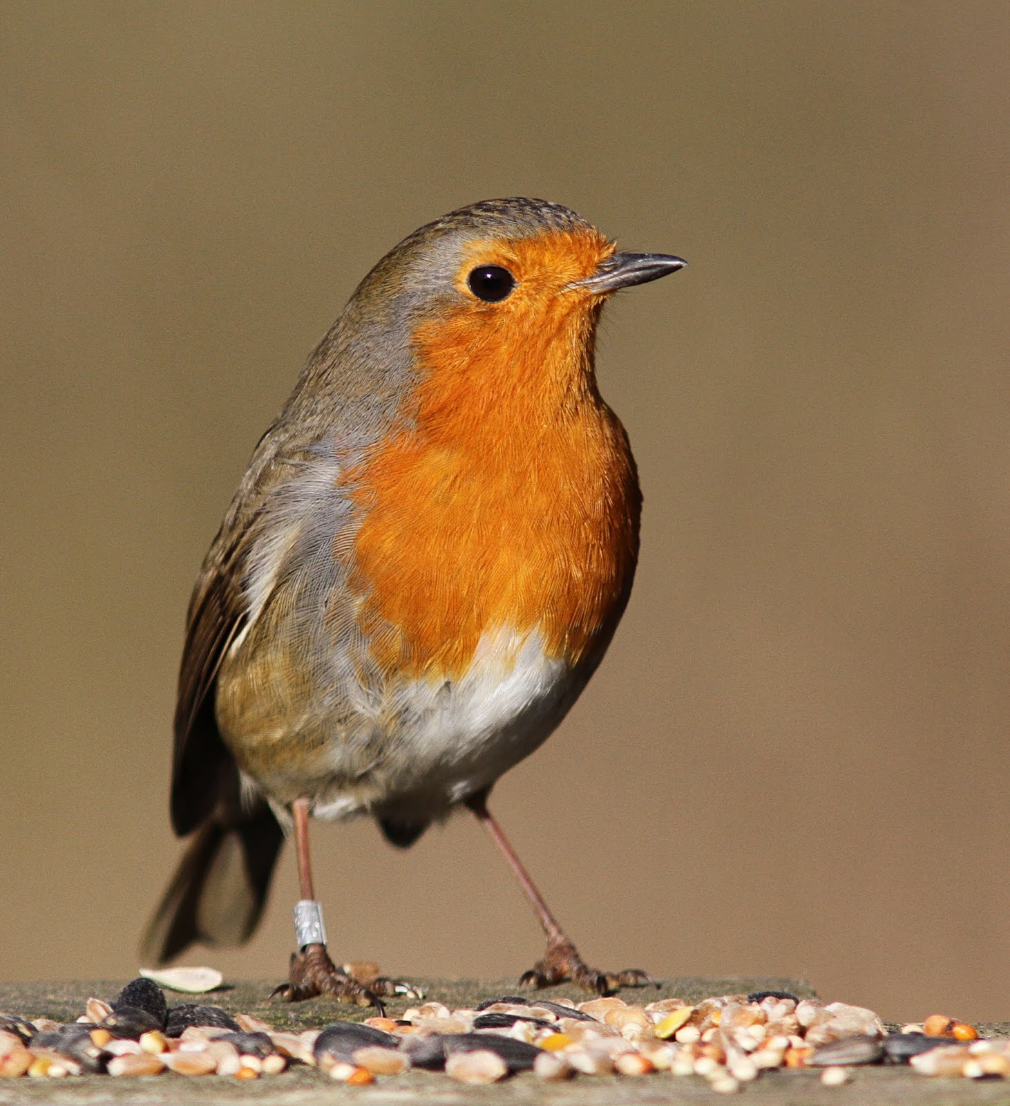 Northamptonshire Birding: Saturday's sightings