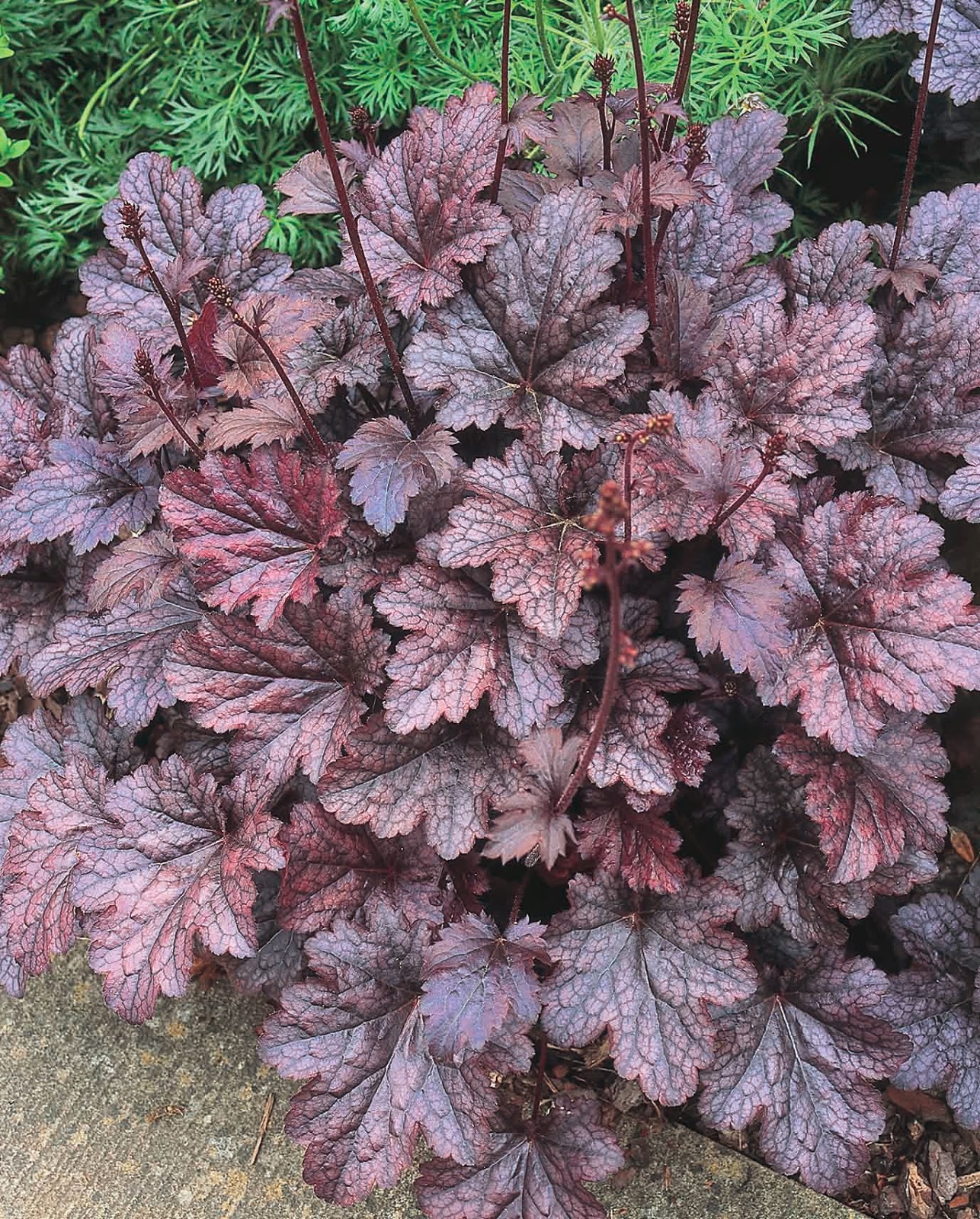 Heuchera Mixed