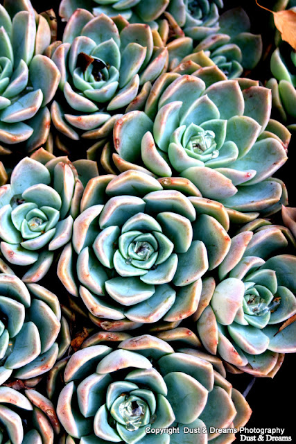 Woestynroos... | Dust and Dreams Photography