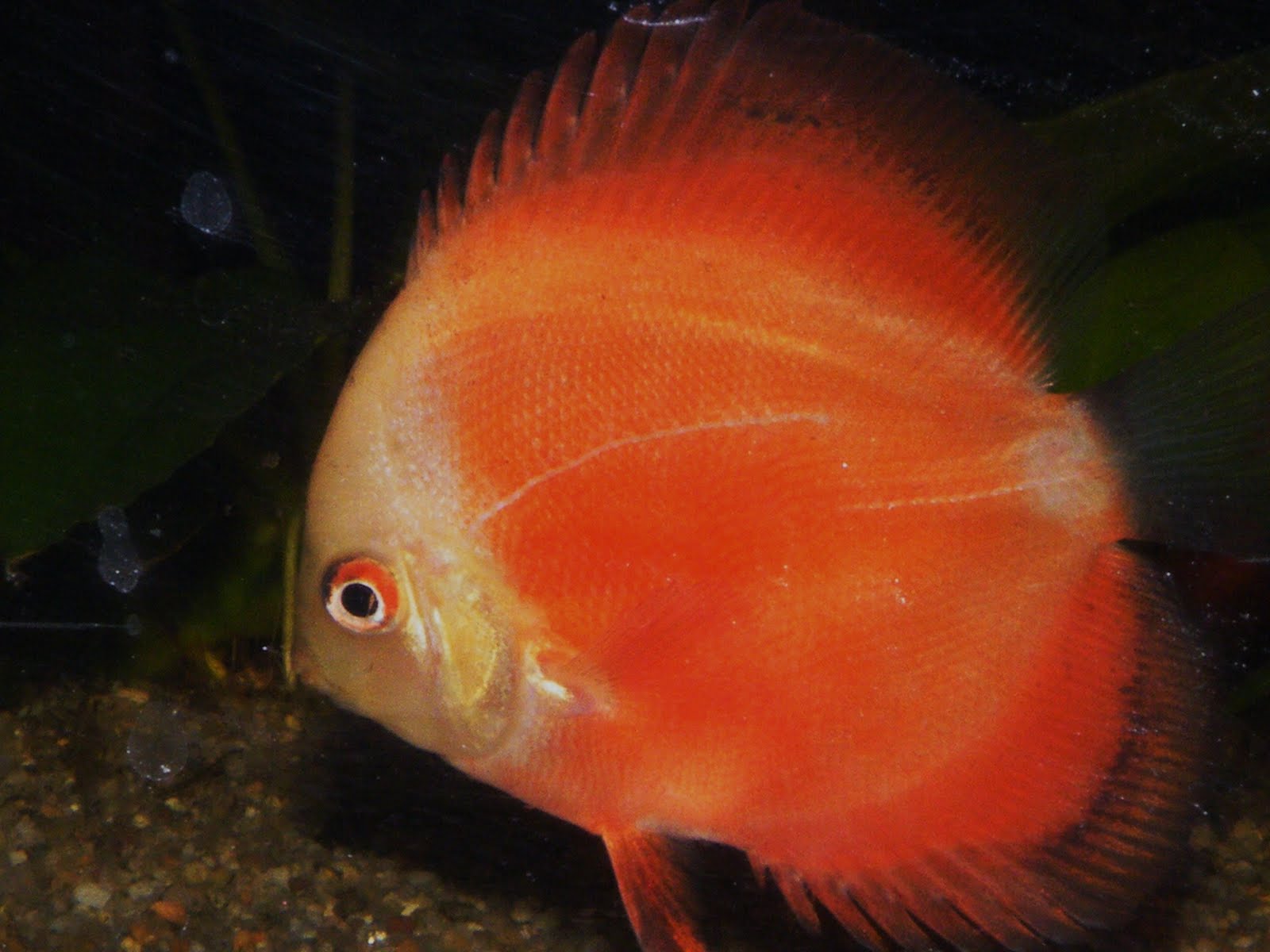 Ocean Aquarium: red marlboro discus