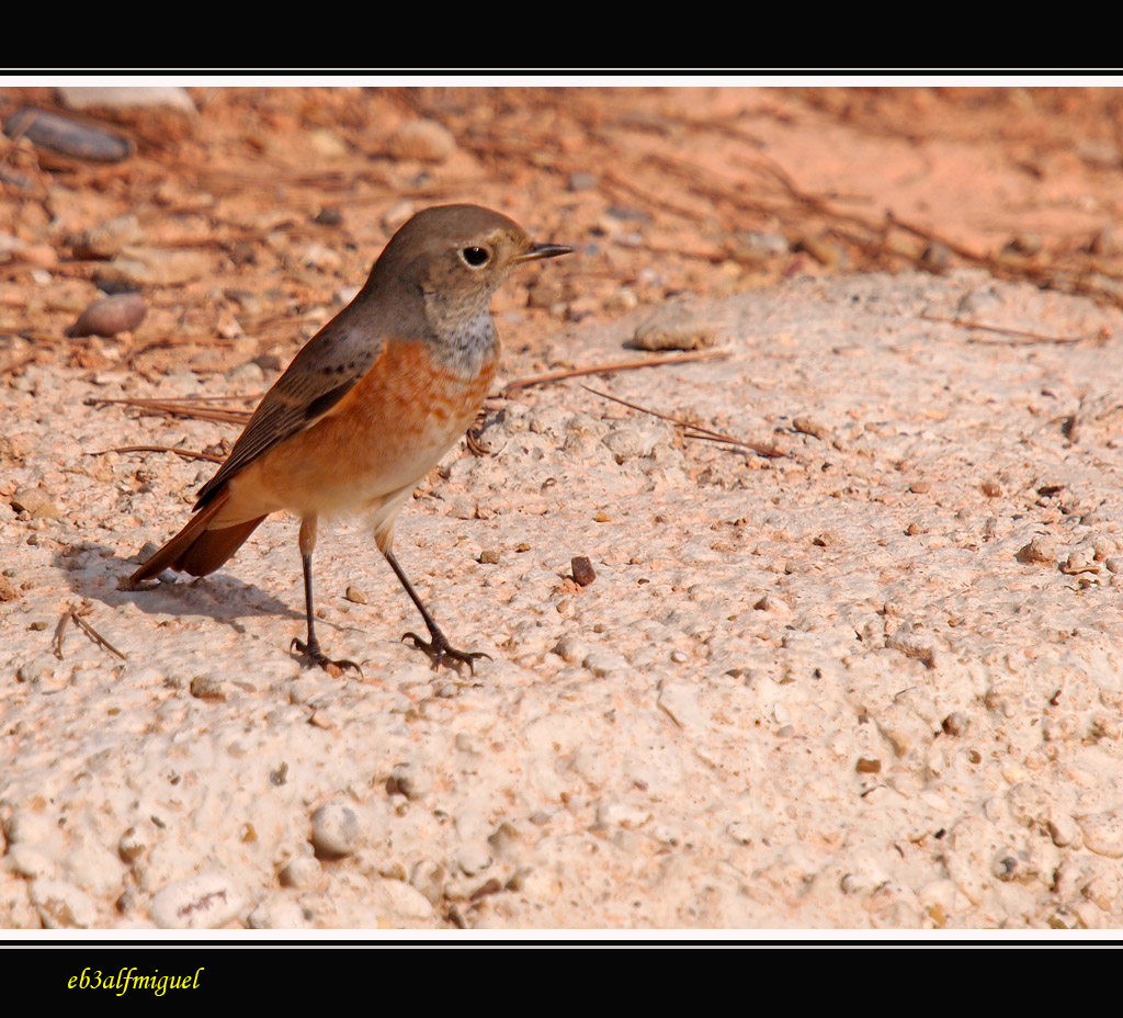 Miguel fotografia: Colirrojo Real (Phoenicurus phoenicurus)