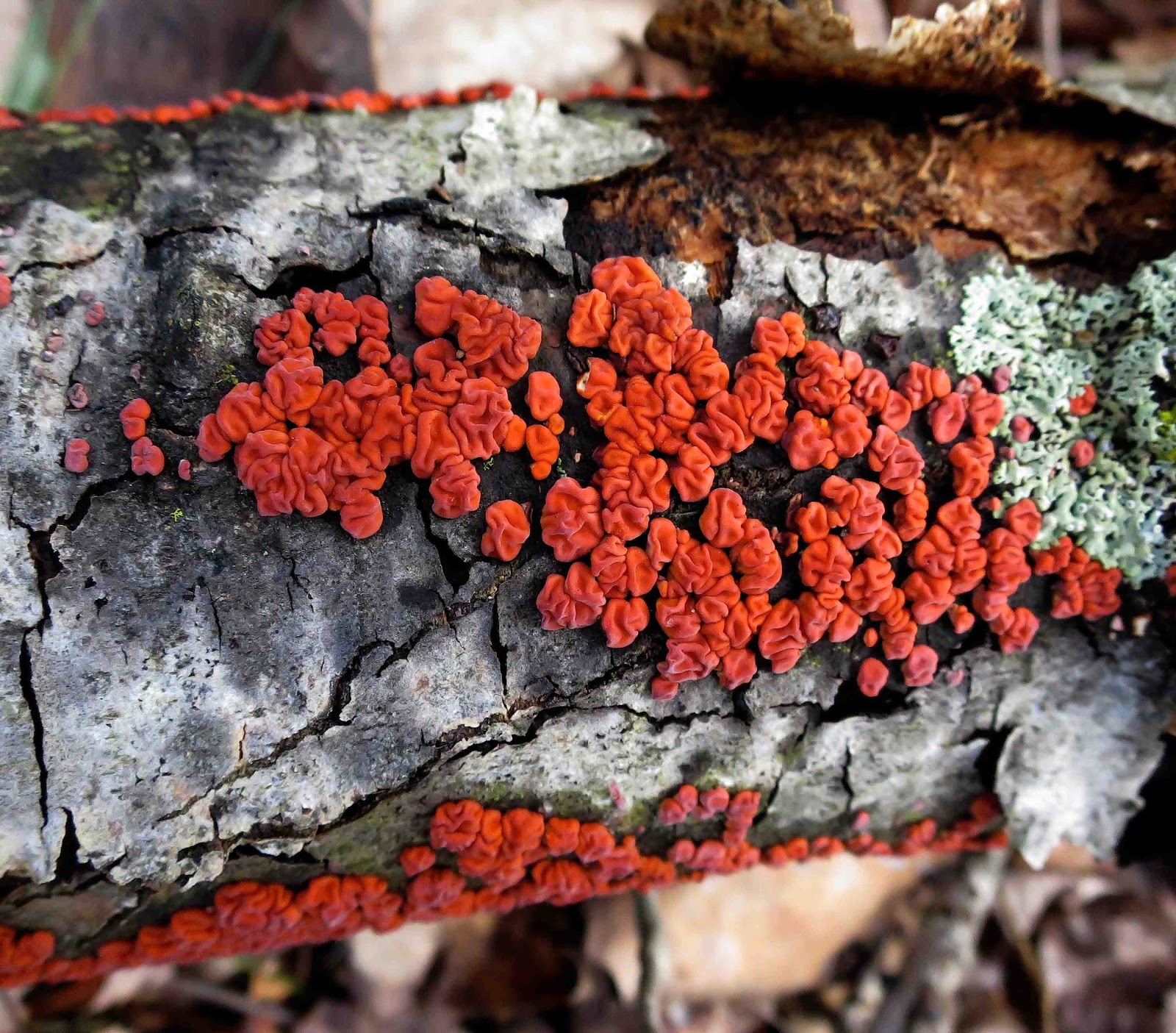 Saratoga woods and waterways: Signs of Spring