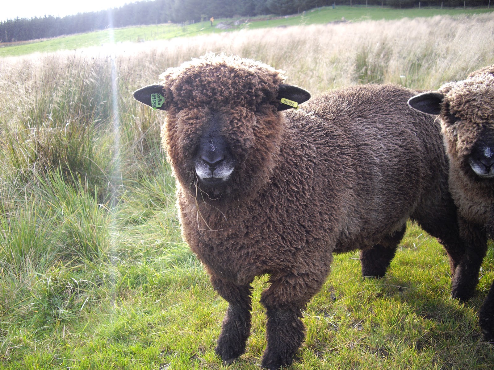 BaronyColouredRyelands: Coloured Ryeland Ram lambs FOR SALE
