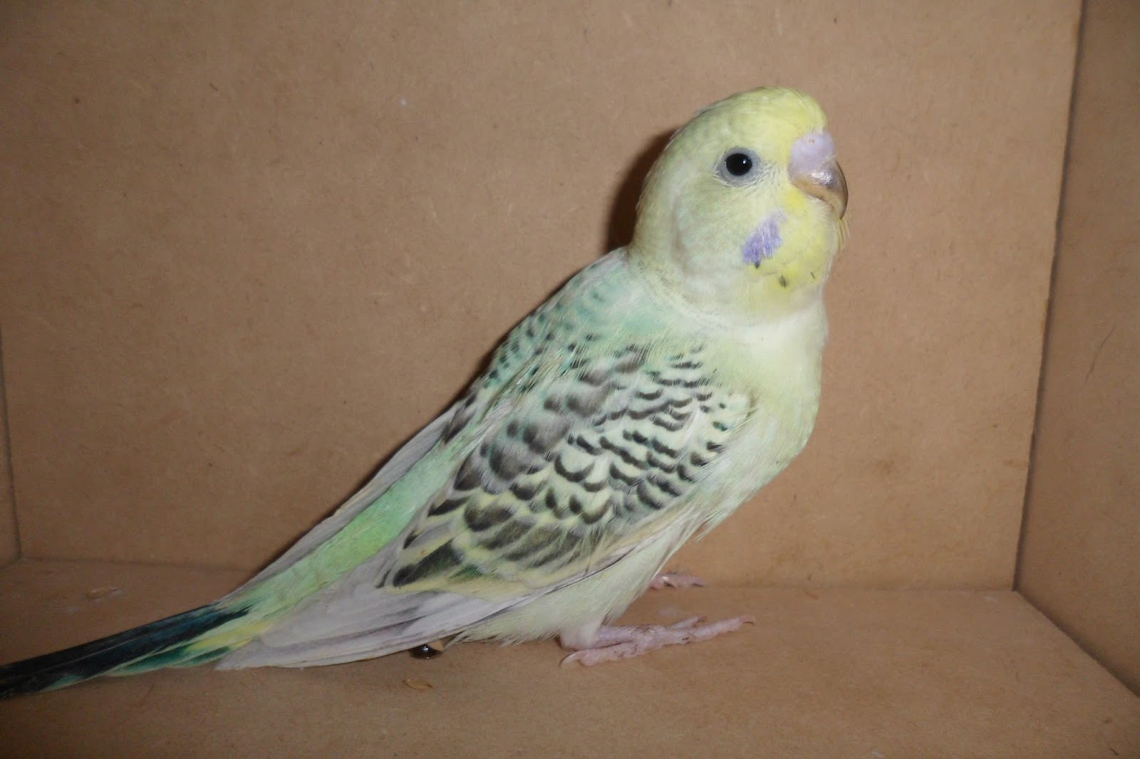 Criadero Cotorras Australianas: Pichones De Periquitos