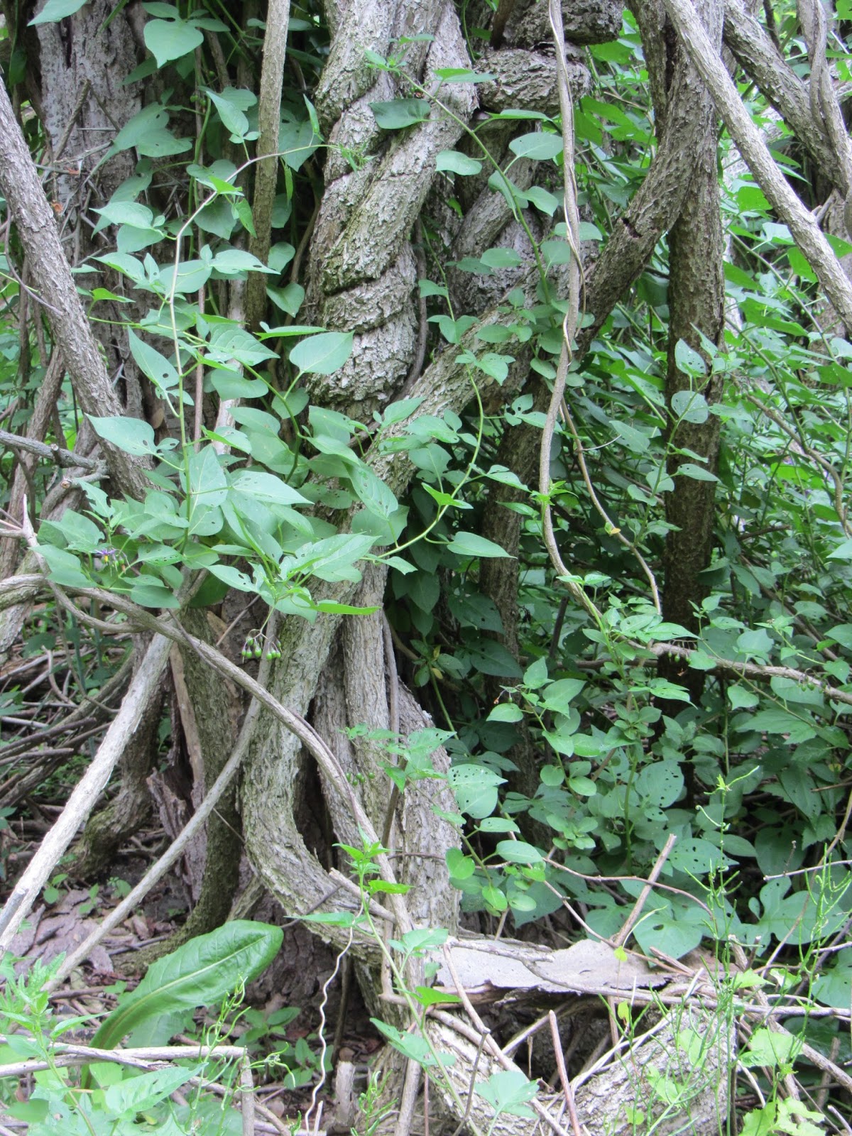 Central Pennsylvania Forestry: Invasive Species Highlight - Oriental ...