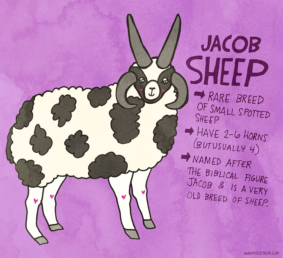 My Zoetrope: 245: Jacob Sheep