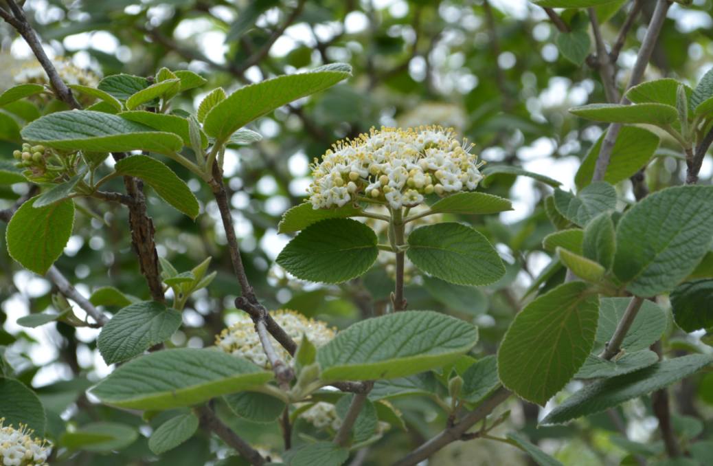 The Closet Historian: Spring Lilli