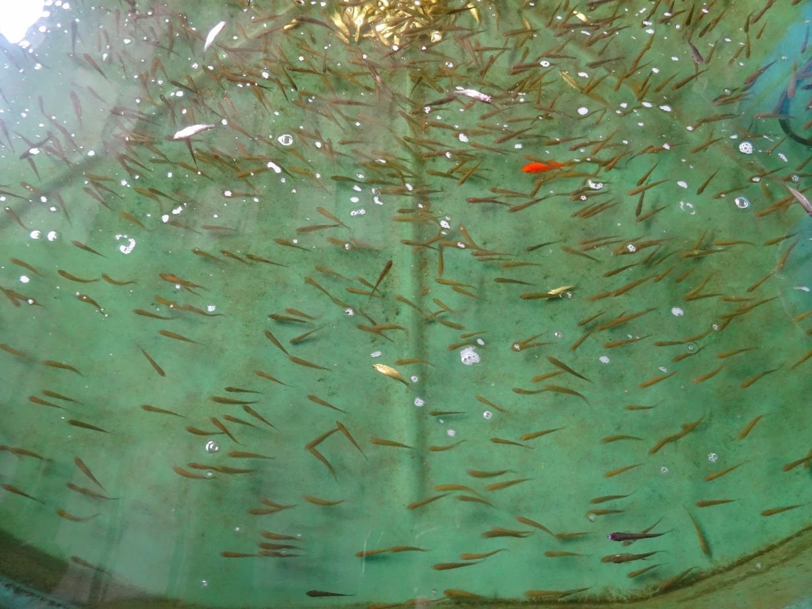 Femme au foyer: On the farm trail with the 10th annual Upstate Farm Tour!