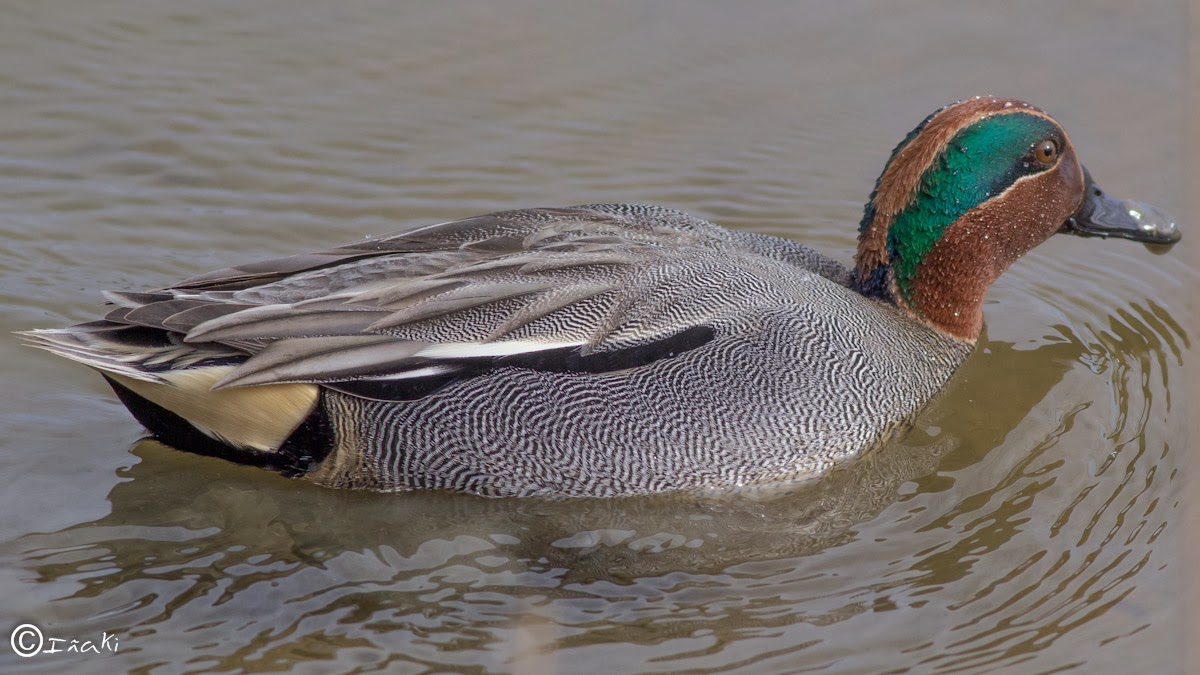 Nosoloaves - Aves del mundo (Birds of the world): Cerceta Comun (Anas ...