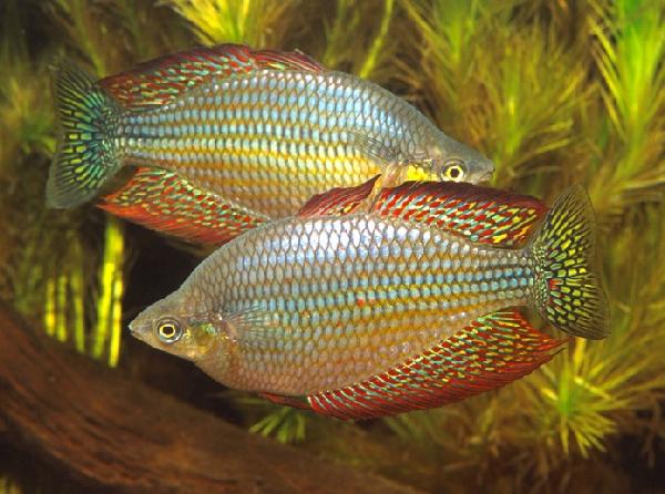 INDONESIAN FRESHWATER FISH COMMUNITY - IFFC: RAINBOW I