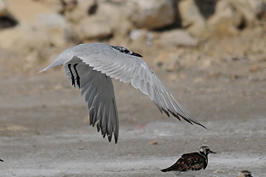 Birds of Saudi Arabia: Bahrain - Shorebirds and Terns at Tubli Bay