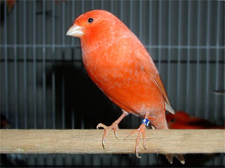 Color Bred Canary - MY PETS