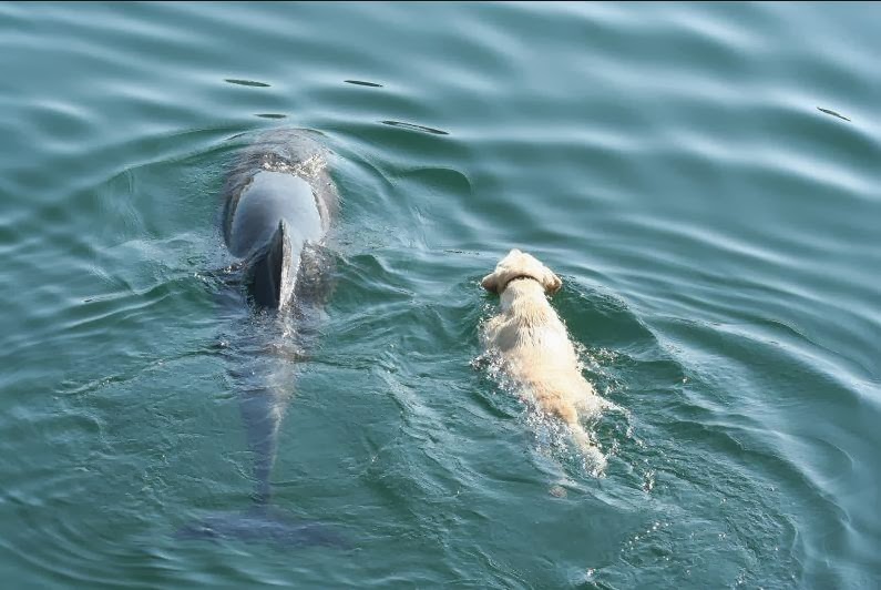 White Wolf : Amazing footage of a dog playing with a dolphin off the ...