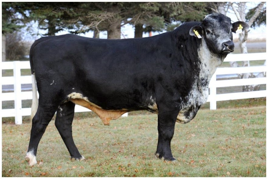 Generalidades de la Ganadería Bovina.: marzo 2014