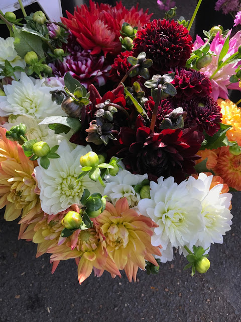 Garden - Growing Dahlias. - Roses and Rolltops