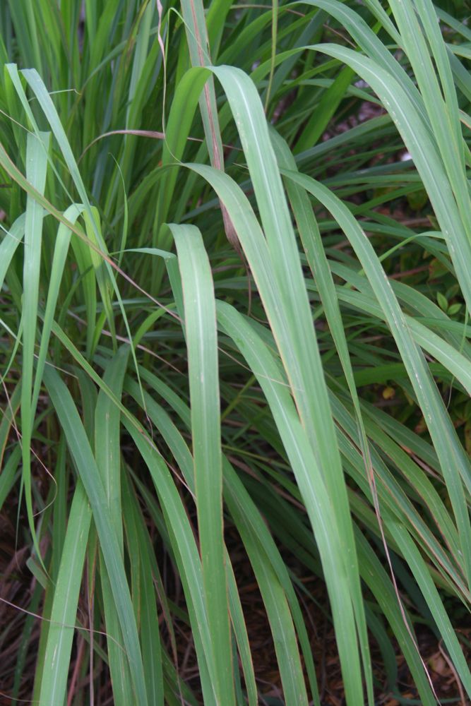 The Rainforest Garden: All About Lemongrass