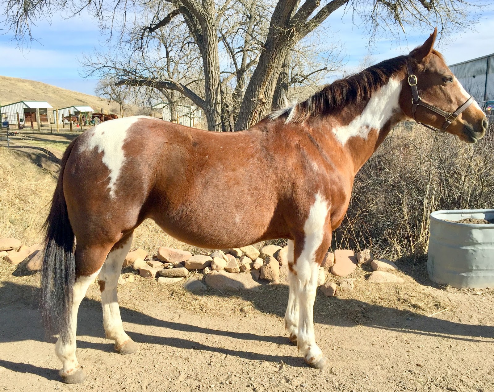 Triple Creek Ranch, Longmont, Colorado: Horses for Sale