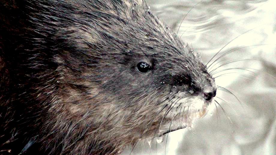 Tales From The Wilds: Muskrat Moochers