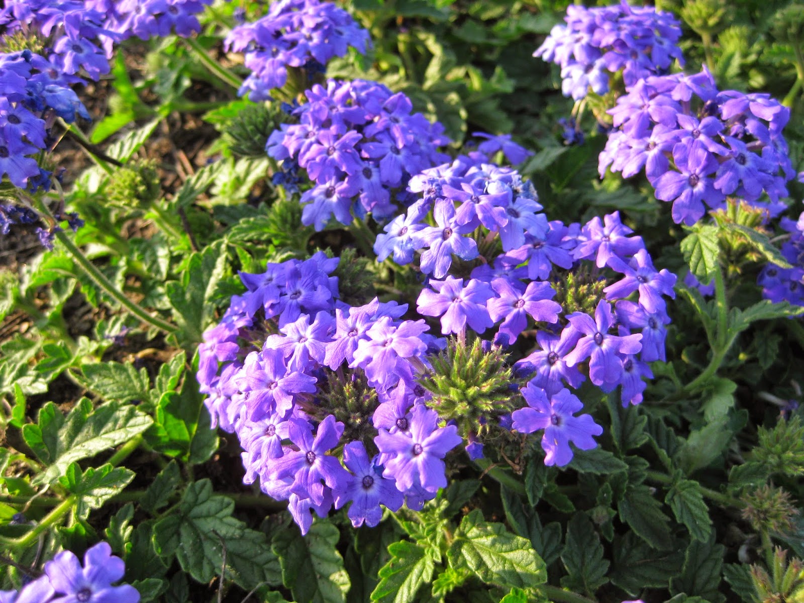 Rotary Botanical Gardens - Hort Blog: Value-Added Verbenas