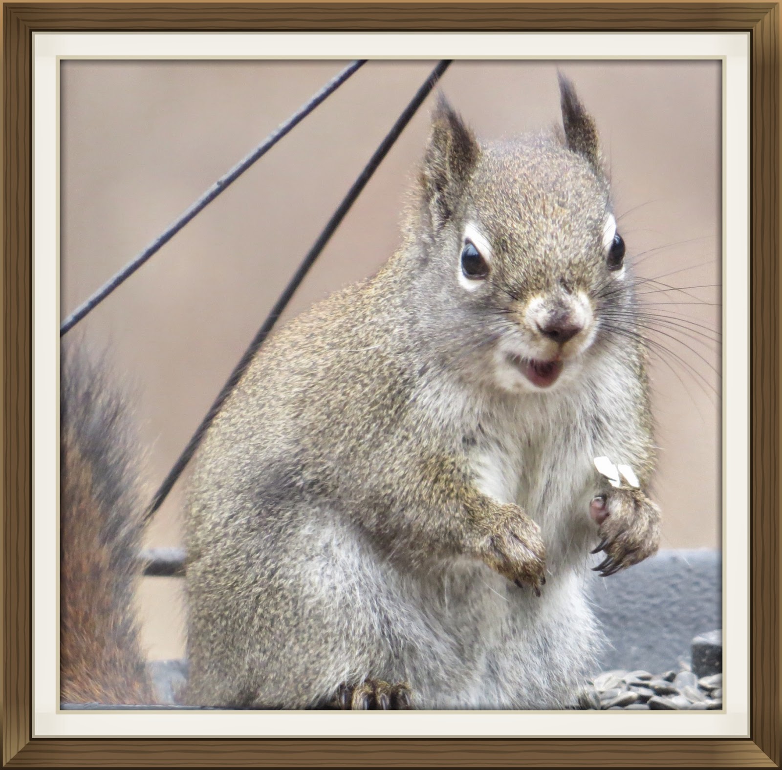 Rena Jones: Squirrely Scurry!