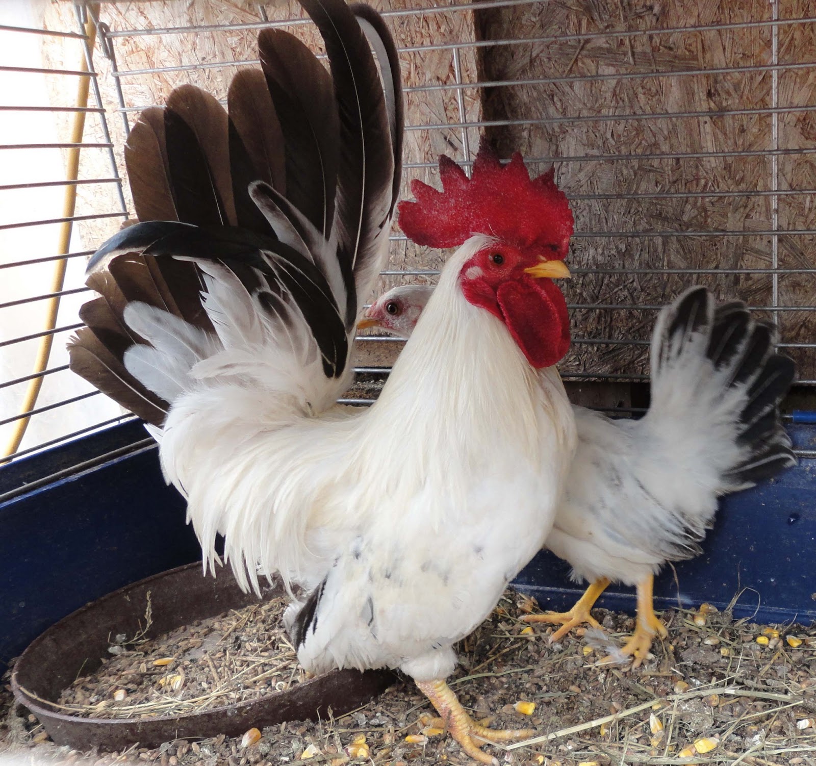 Díszbaromfik az udvarunkon: Chabo törpe tyúkjaink