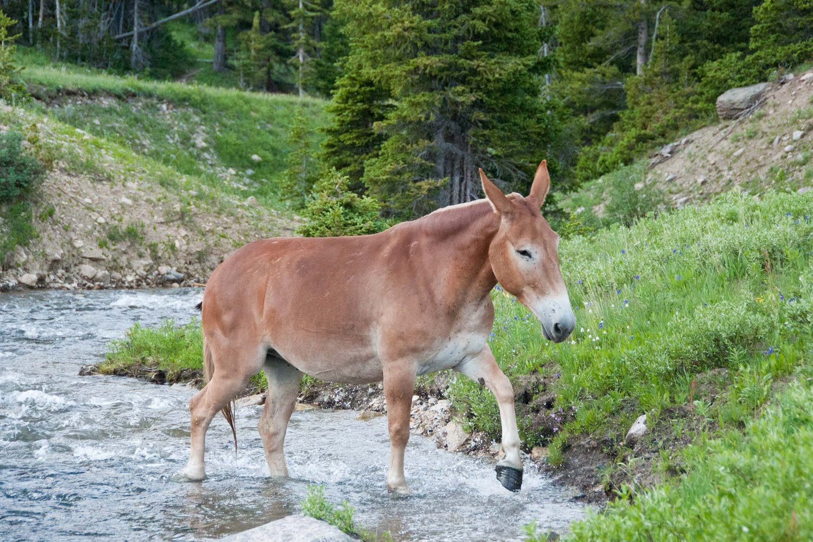 A Funny Thing Happened on the Way to the Photo: Mountain Man Scramble
