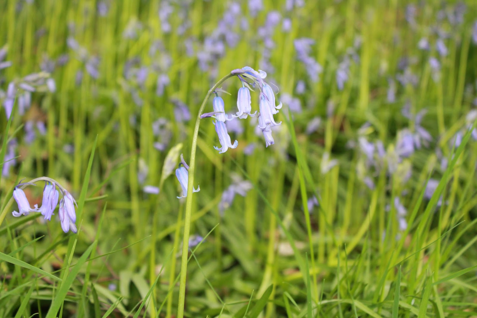 And...So I Don't Forget...: Wild English Spring Flowers