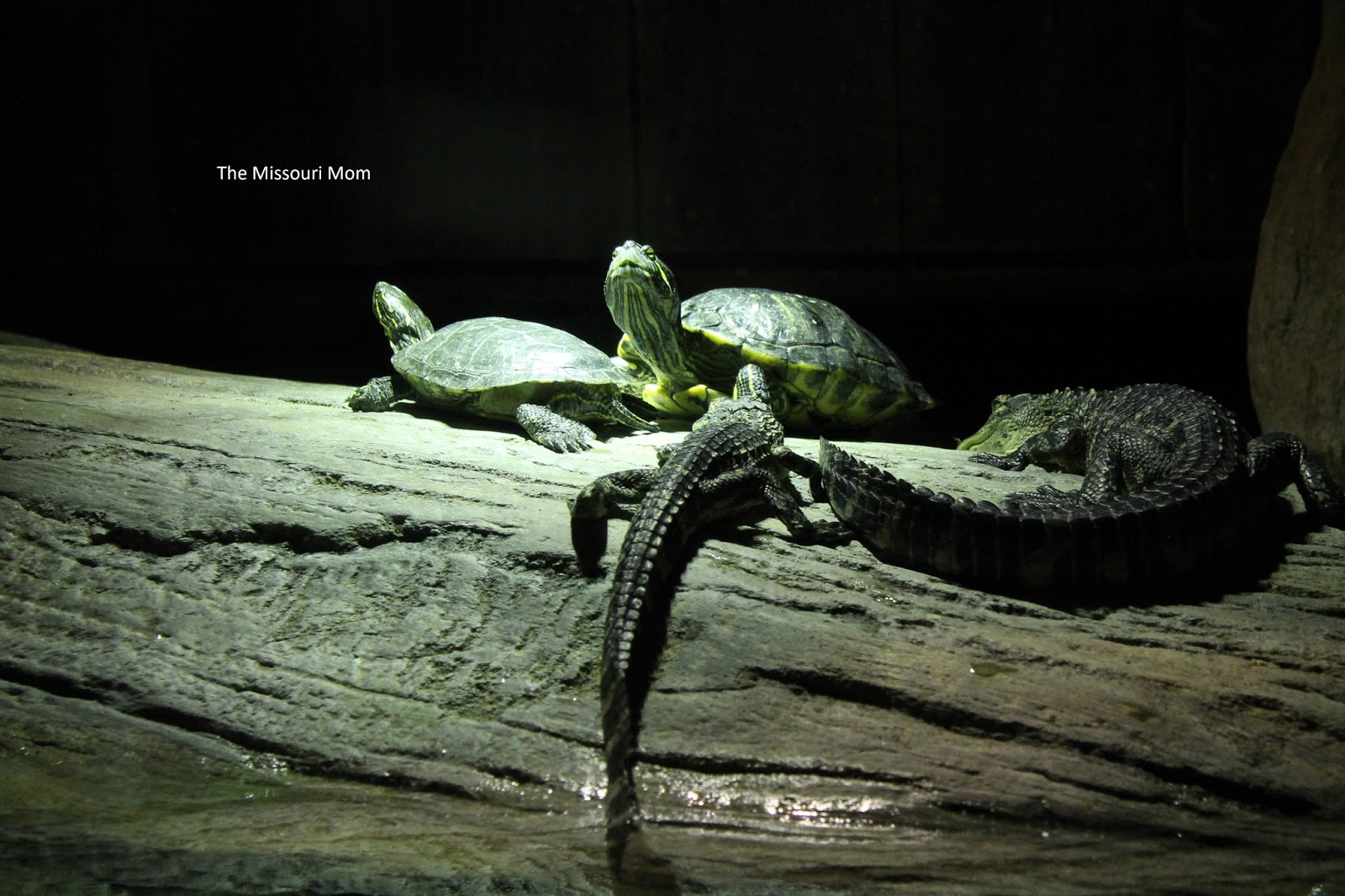 The Missouri Mom: Johnny Morris’ Wonders of Wildlife National Museum ...