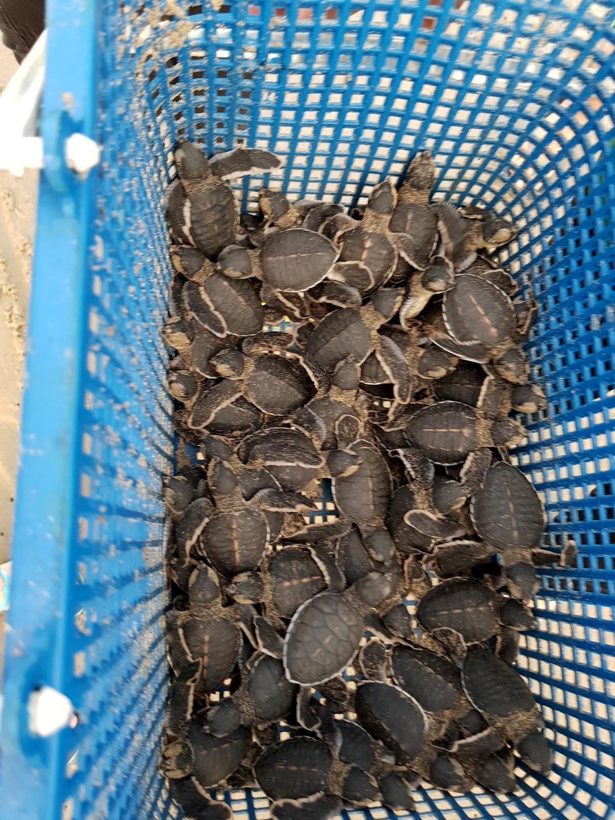 OF MICE AND raMEN: Turtle Release