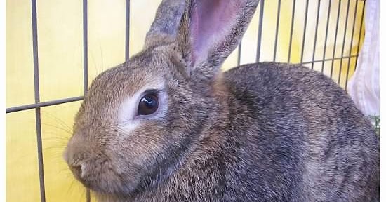 Disapproving Bun: Cocoa Puff