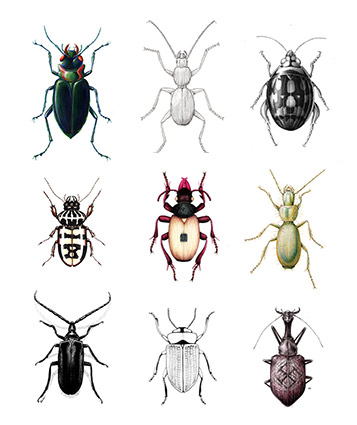 The Parasite Dimension: Anophthalmus hitleri