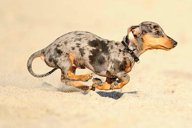 The Long and Short of it All: A Dachshund Dog News Magazine: Leaping ...
