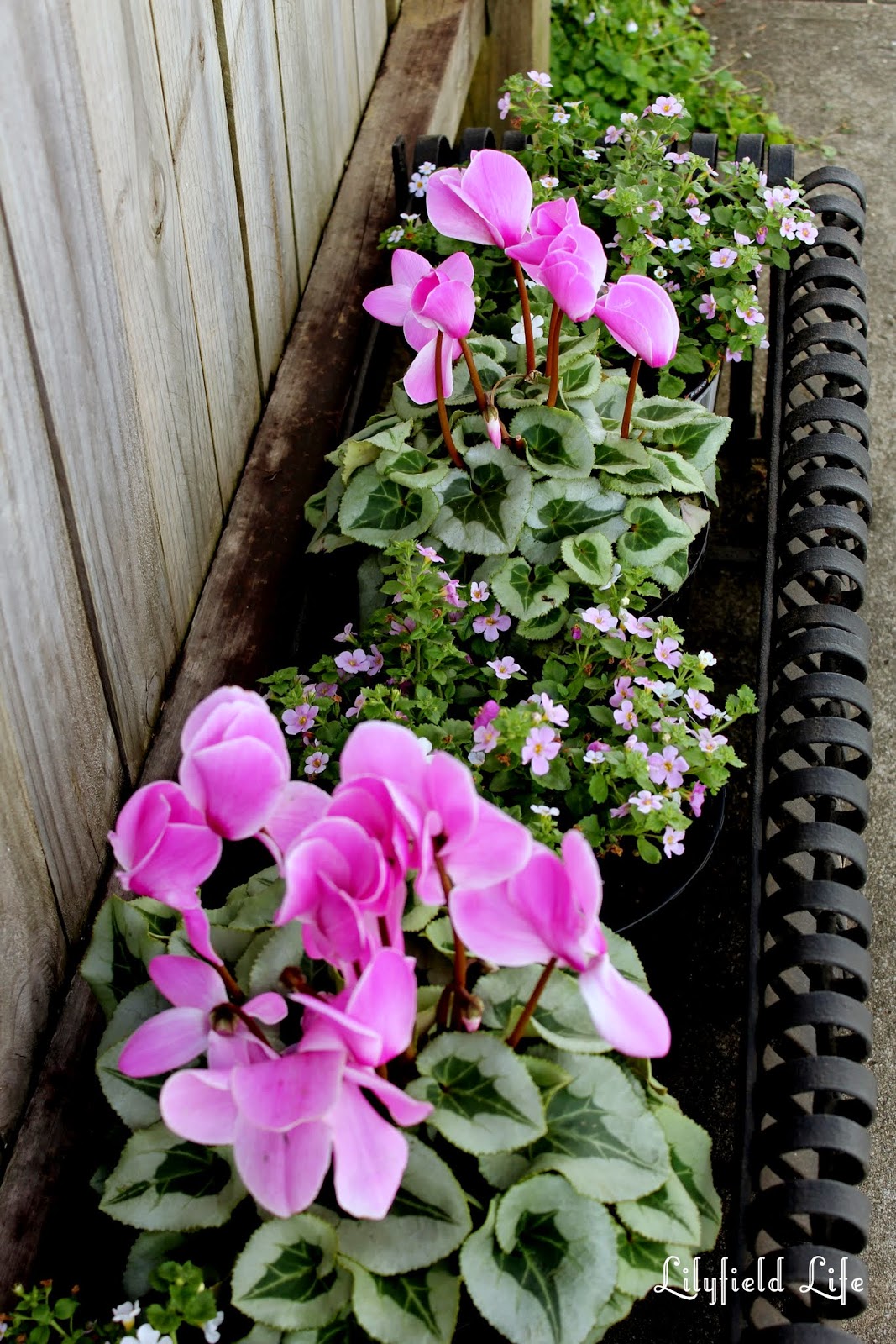Lilyfield Life: Vintage French Planter Box