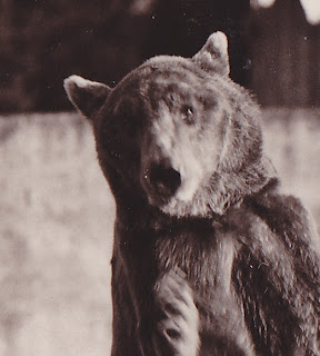 Timespanner: Bear days at Auckland Zoo