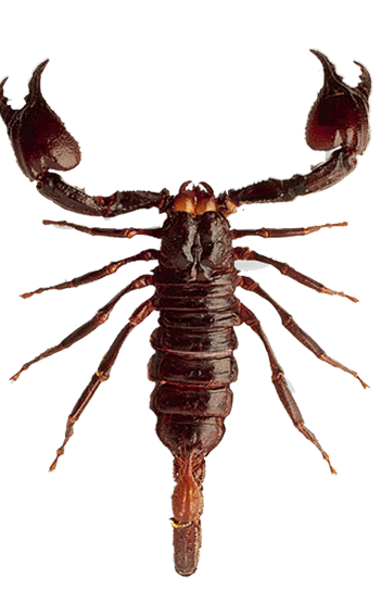 AKI GIFS: Bug animated gifs