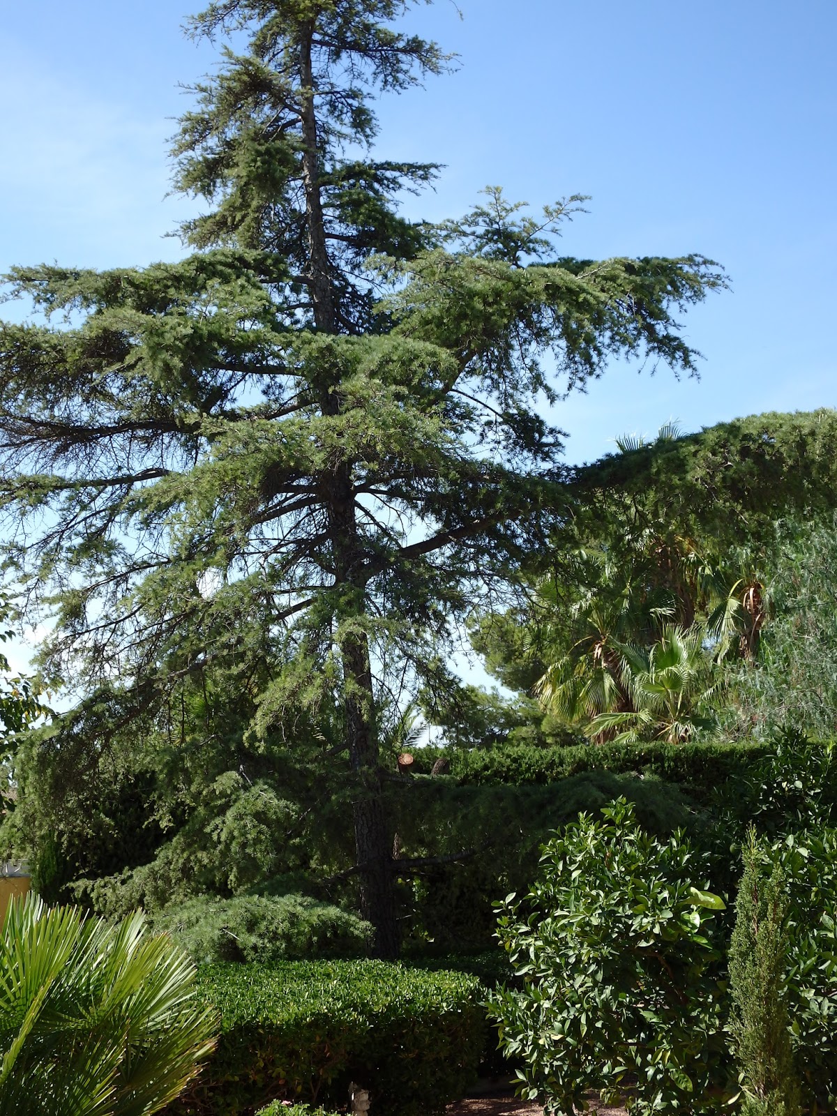 Deodara (Cedro llorón, Cedro del Himalaya, Cedro Deodara)