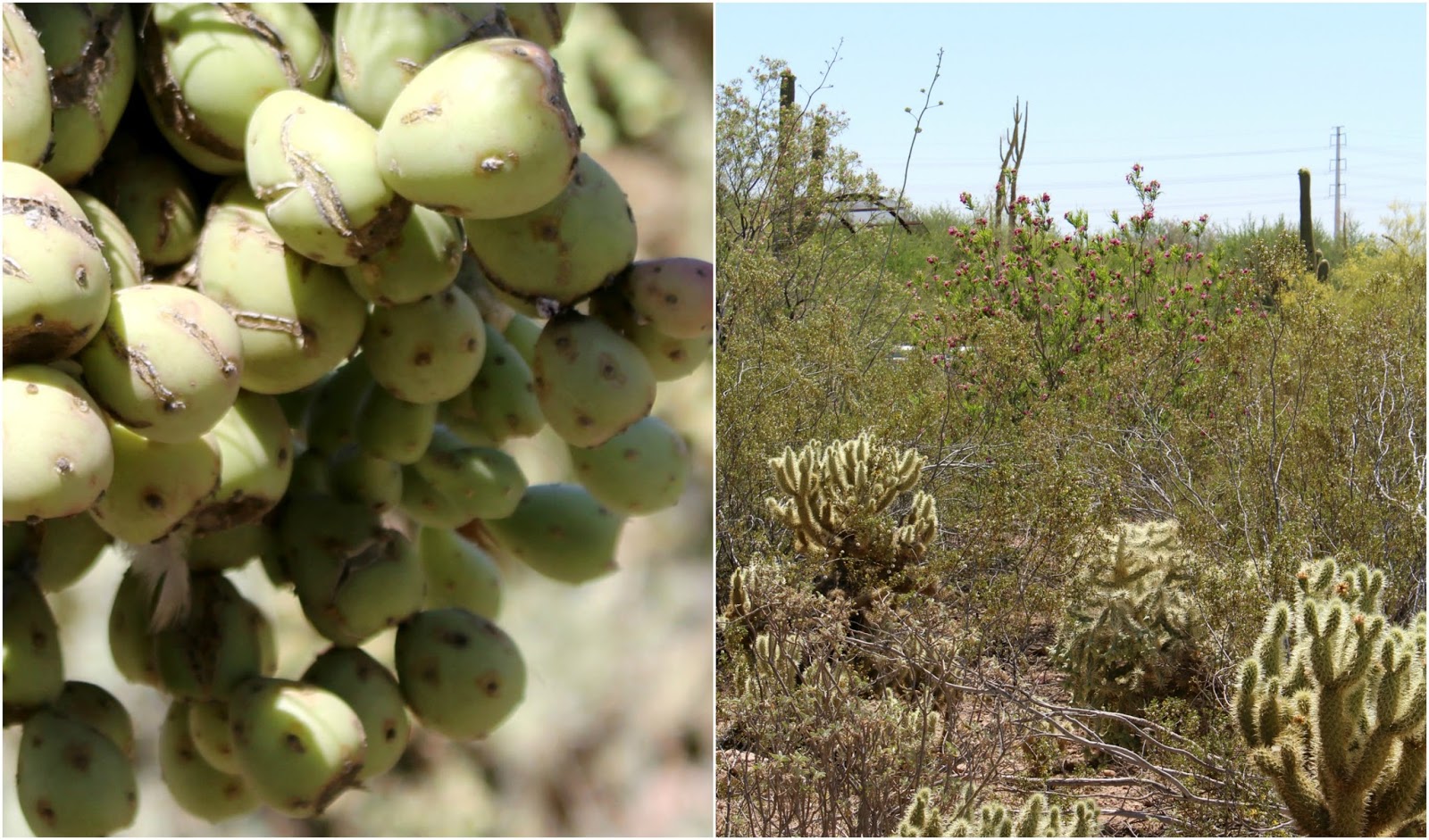 Wildflower Loop Trail, Desert Botanical Garden, Arizona | Caravan Sonnet