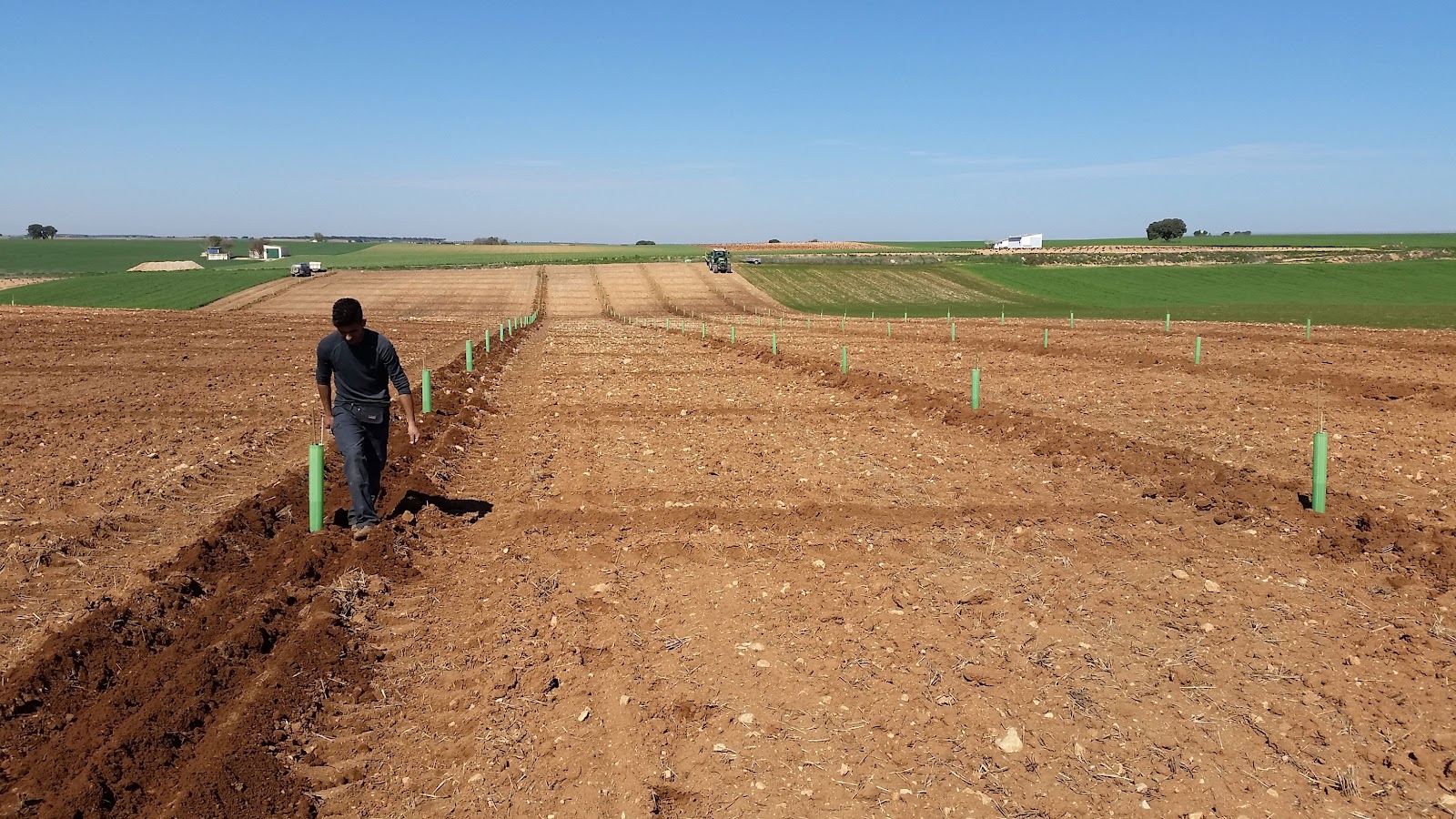 Planting olive trees. Using GPS