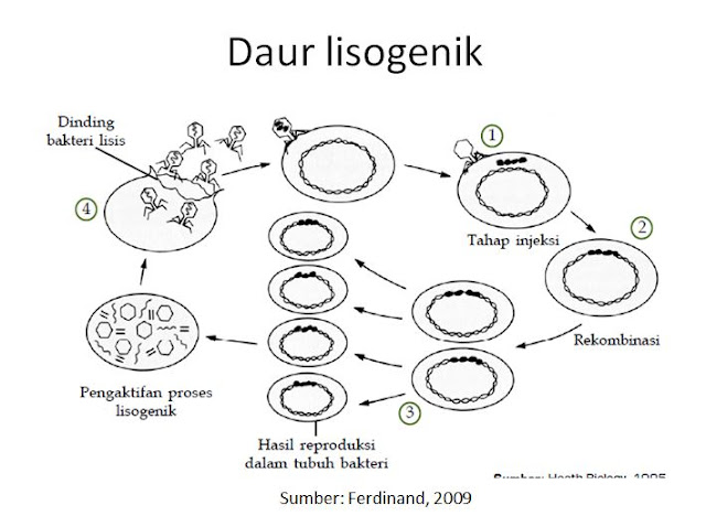 Gambar Siklus Lisogenik