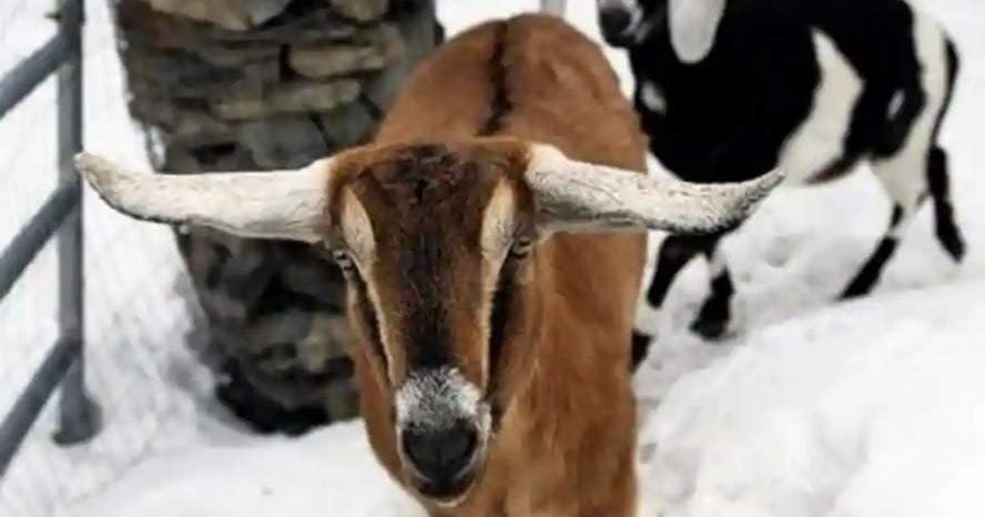 Lincoln, a 3-year-old Nubian goat elected as Mayor of Vermont Town, US.