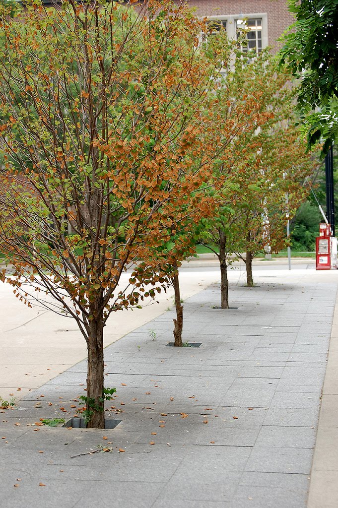 dandelions and concrete: what makes a good tree pit
