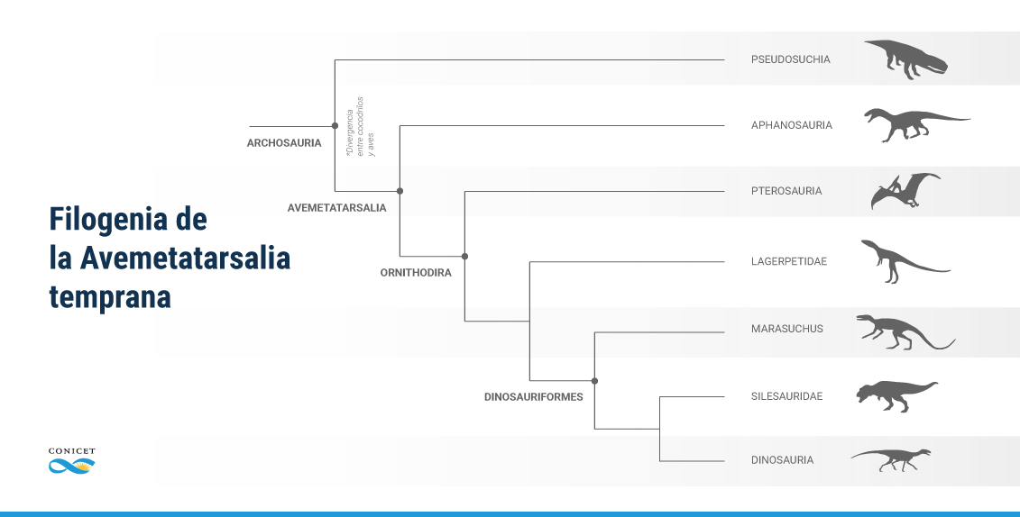 Biología en la secundaria: El antepasado más antiguo de las aves y los ...