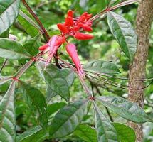 Salud y Medicina Herbaria: Arbustos latinoamericanos
