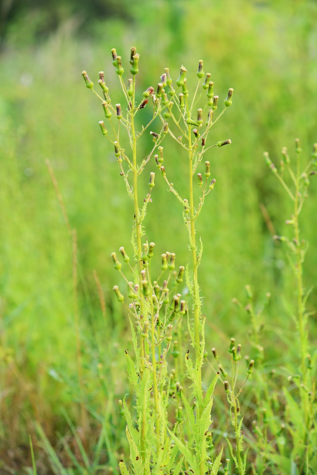 Indiana Plant A Day: American Burnweed