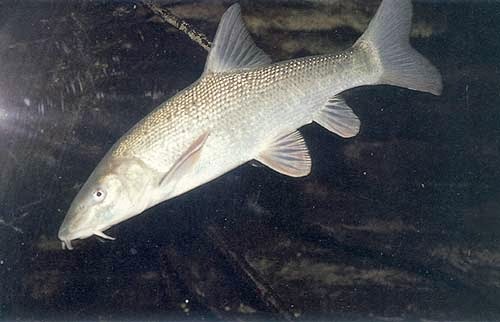 Pulitissima: BARBO EUROPEO