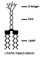 Toksin Bakteri | Bios Better