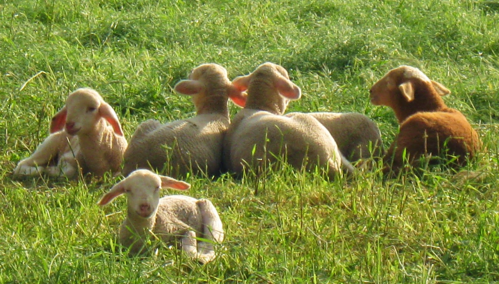 LA GRANJA DE ADRIANA: La vida de los corderitos.......