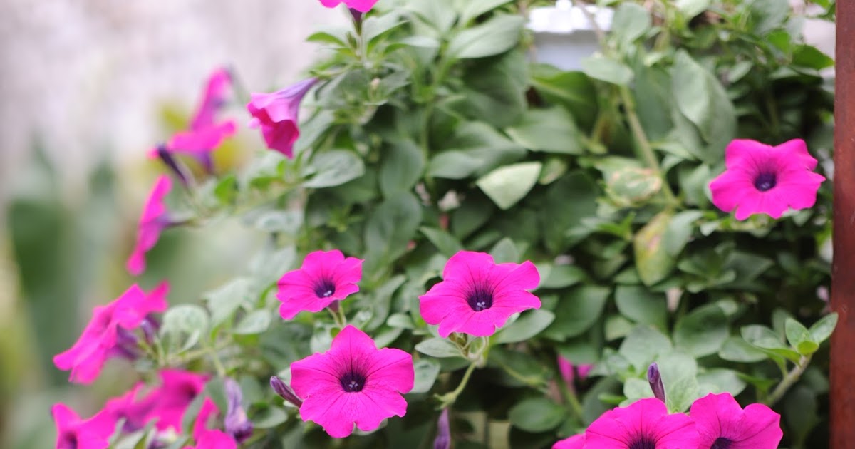 Impiana Iman: Bunga Gantung Tahan Panas