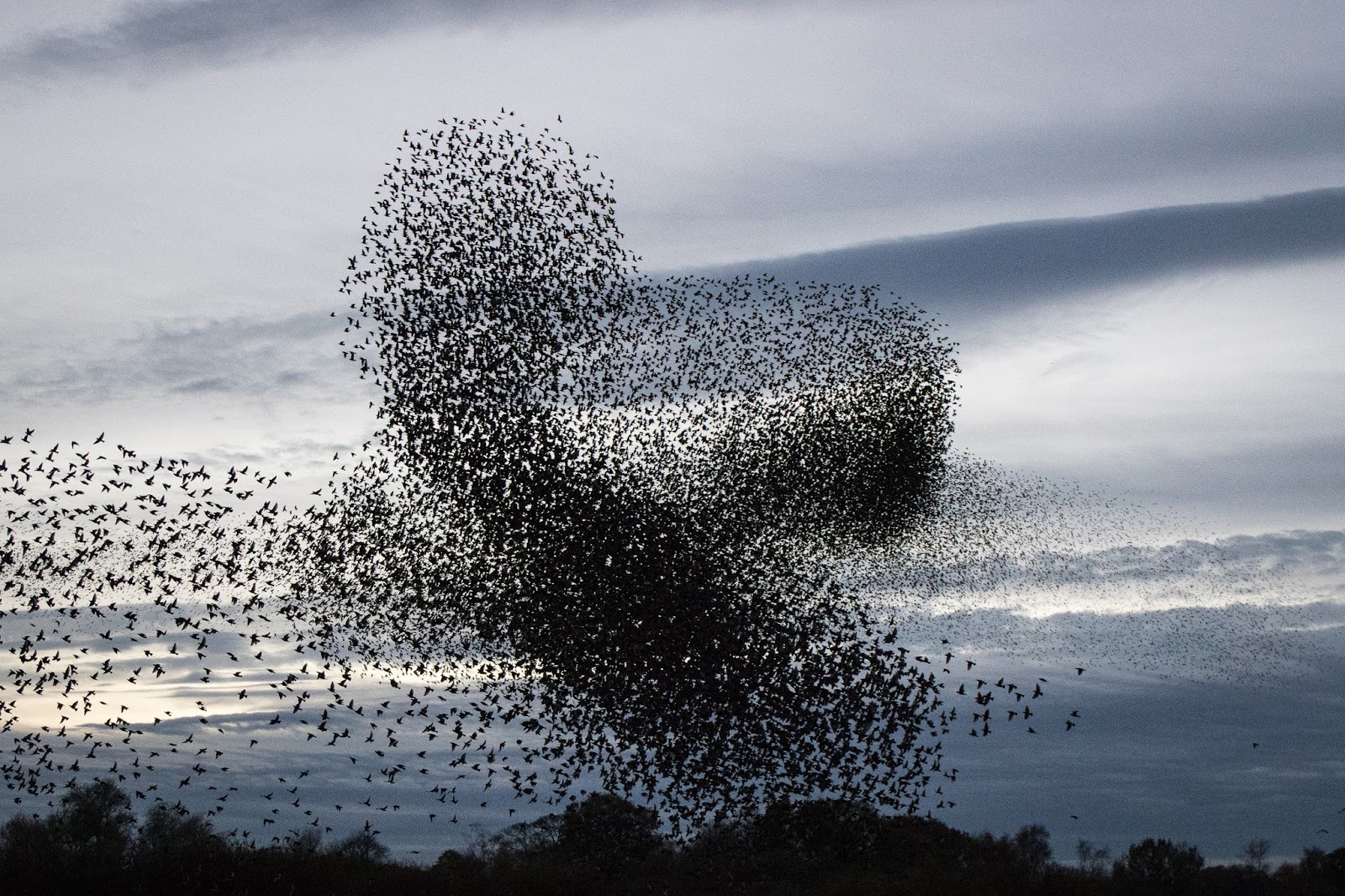 TrogTrogBlog: More murmuration magic